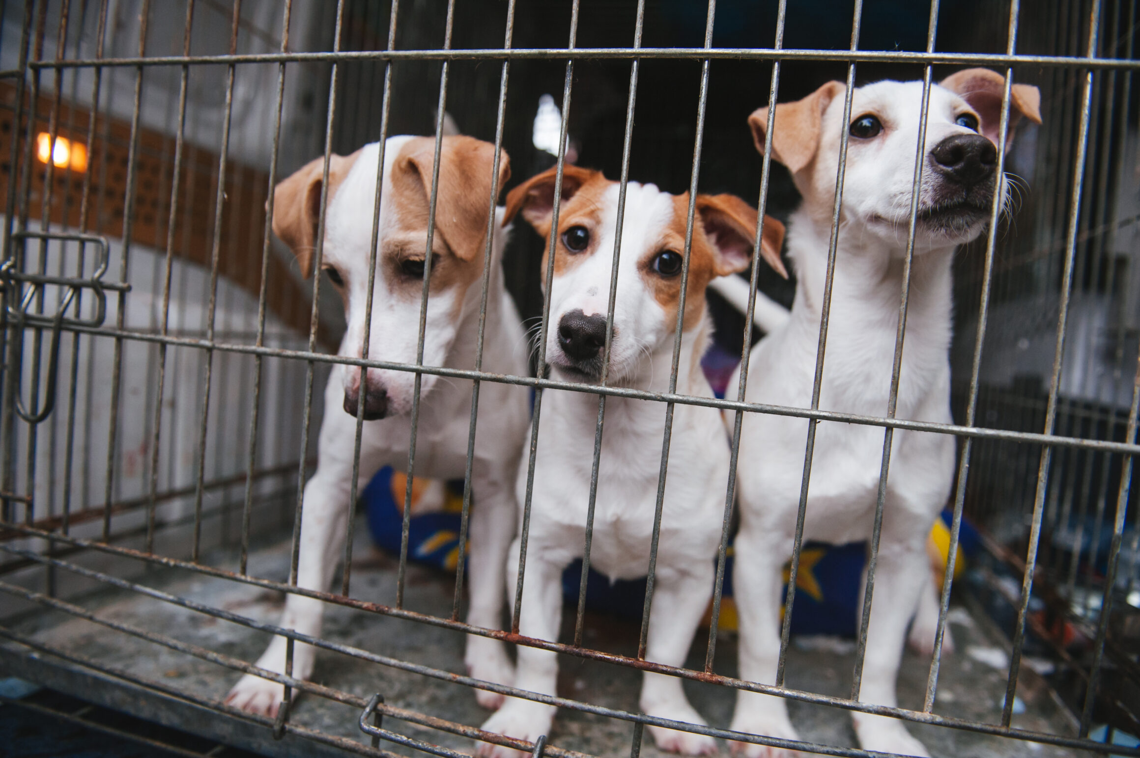 Puppy Mills – SawasdeeUSA